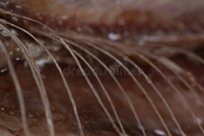 Meat and Bones of Fresh Herring for a Delicious Dish, Carve Fish Stock ...