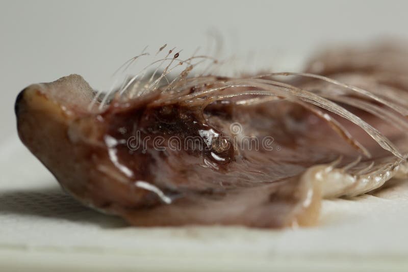 Meat and Bones of Fresh Herring for a Delicious Dish, Carve Fish Stock ...