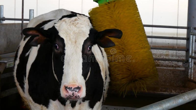 Meat and Dairy Production. Modern Barn. Cow Farm. Stock Video - Video ...