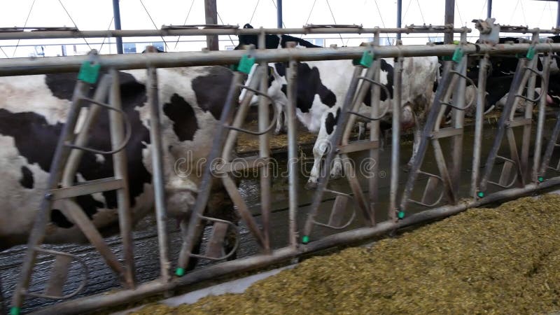 Meat and Dairy Production. Modern Barn. Cow Farm. Stock Footage - Video ...