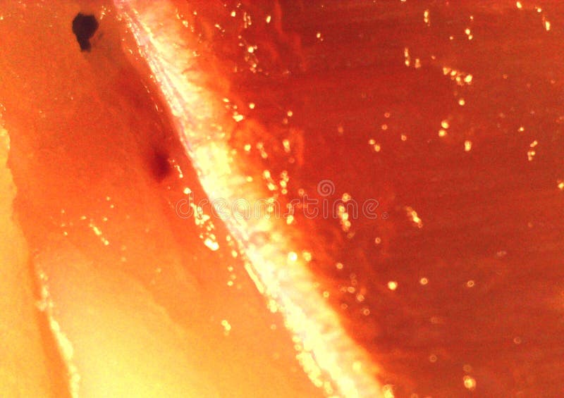 Meat in Detail. Image Under the Microscope, Micro Photography. Science ...