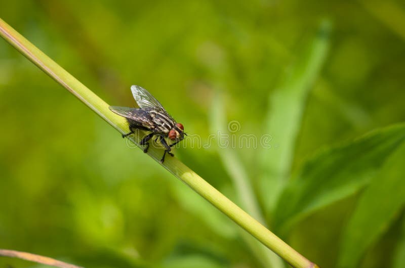A Meat Fly Sits on the Grass. Stock Photo - Image of parasite, color ...