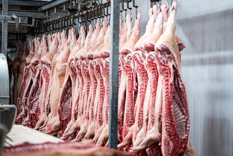 Meat Industry,meats Hanging in the Cold Store. Stock Photo - Image of ...