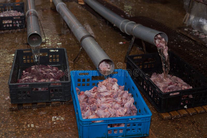 Meat Processing of Chicken Products. Technological Process Stock Image ...