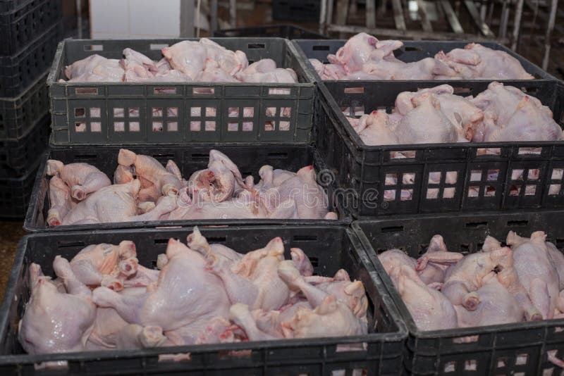 Meat Processing of Chicken Products. Technological Process Stock Photo ...