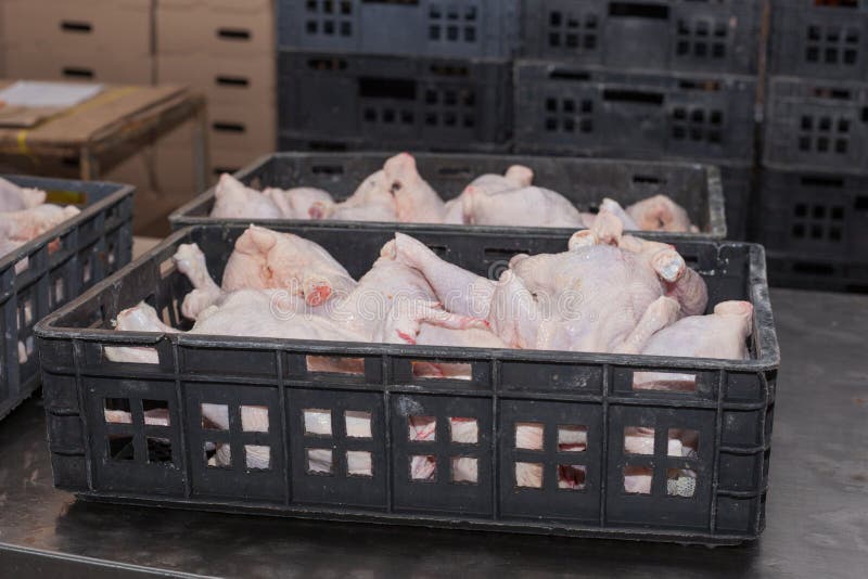 Meat Processing of Chicken Products. Technological Process Stock Photo ...