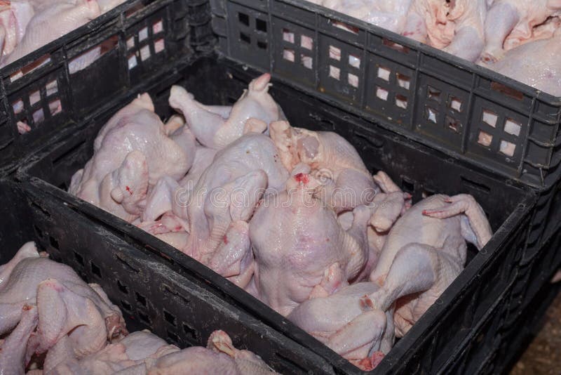 Meat Processing of Chicken Products. Technological Process Stock Image ...