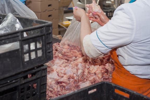 Meat Processing of Chicken Products. Technological Process Stock Image ...