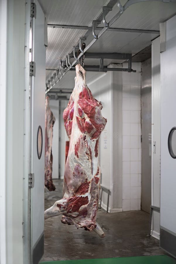 The Meat Processing Plant. Carcasses of Beef Hang on Hooks Stock Photo ...