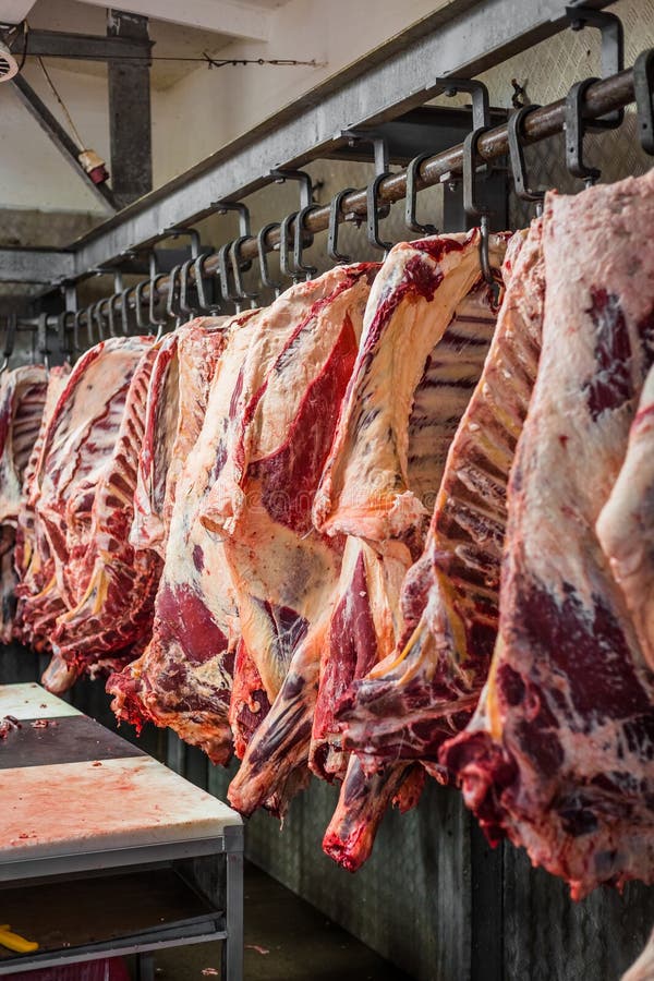 Meat Processing Plant. Carcasses of Beef Hang on Hooks Stock Photo ...