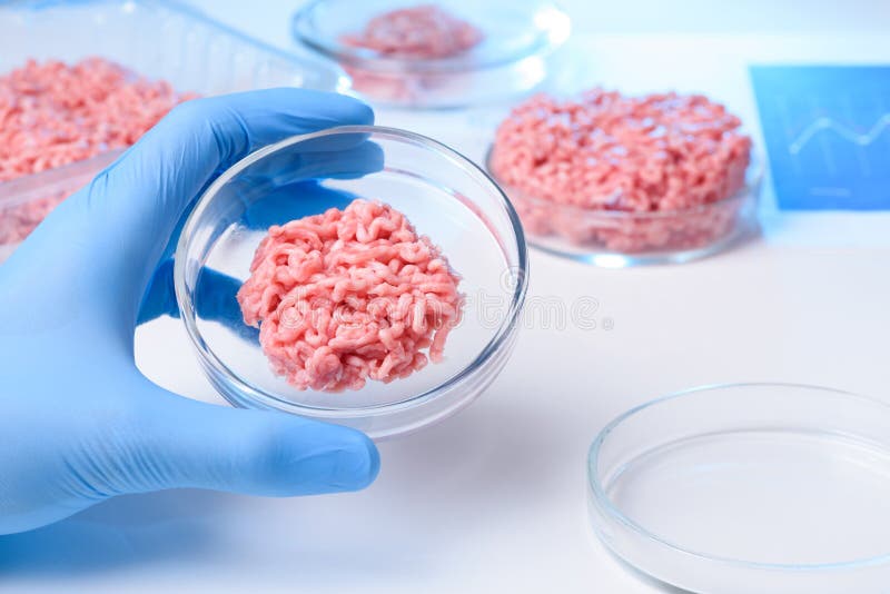 Meat Sample in Lab Petri Dish Stock Photo - Image of fillet, dish ...