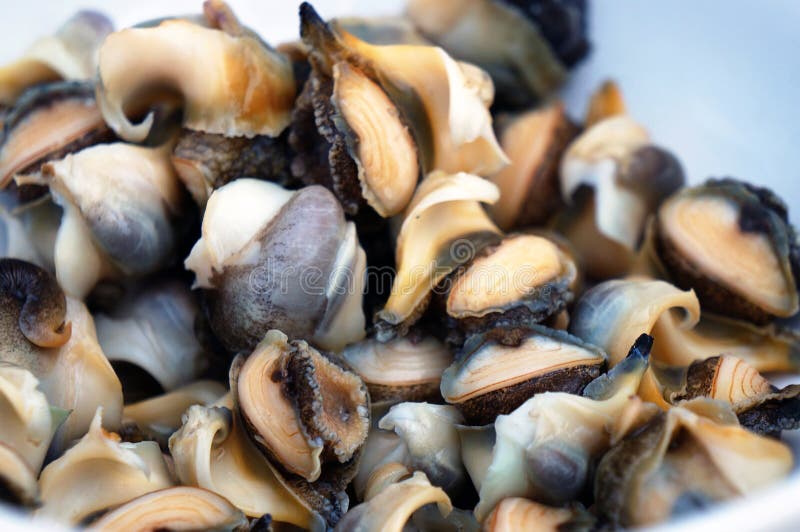 Cooked Meat of Veined Rapa Whelk (rapana Venosa) on a Plate. Stock ...