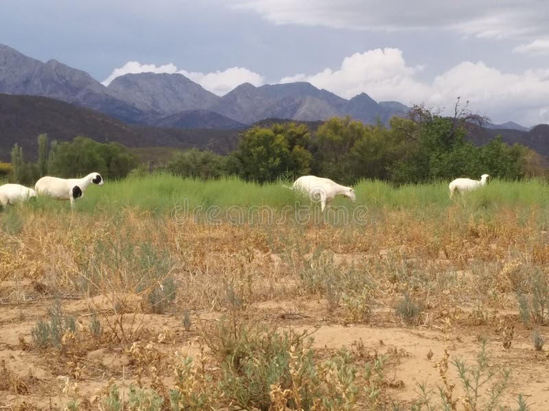 Meatmaster Sheep on Rural Farm - South Africa Stock Image - Image of ...