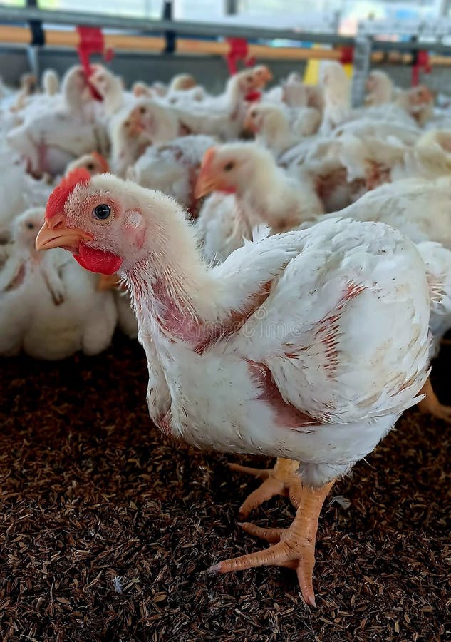 Meaty guys stock image. Image of meaty, farm, guys, broiler - 362960639