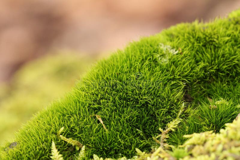 Mech Las zdjęcie stock. Obraz złożonej z roślina, mokrawy - 27793214