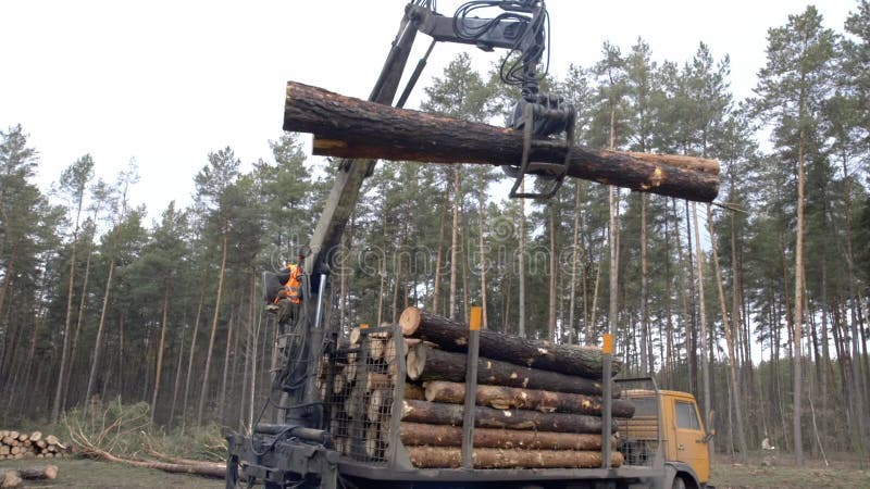 The Mechanical Arm of a Specialized Bark Removing Machine Strips the ...