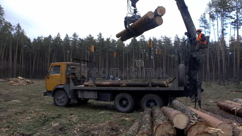 The Mechanical Arm of a Specialized Bark Removing Machine Strips the ...