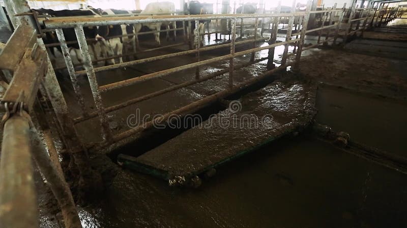 Automatic Manure Collector on the Farm Stock Footage - Video of mammal ...