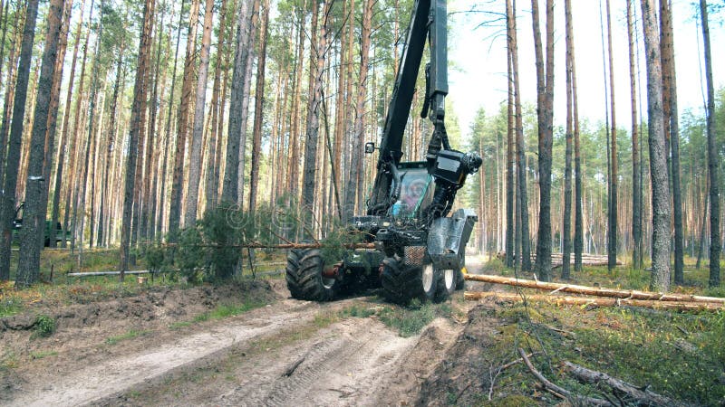 Mechanical Harvester is Felling Trees in a Top View Stock Footage ...
