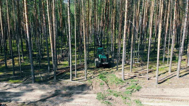 Mechanical Harvester is Chopping a Tree. Deforestation, Forest Cutting ...
