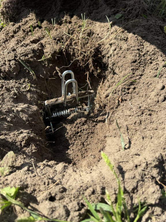 Mechanical Mole Trap Made of Galvanized Steel. Installed in a Mole ...