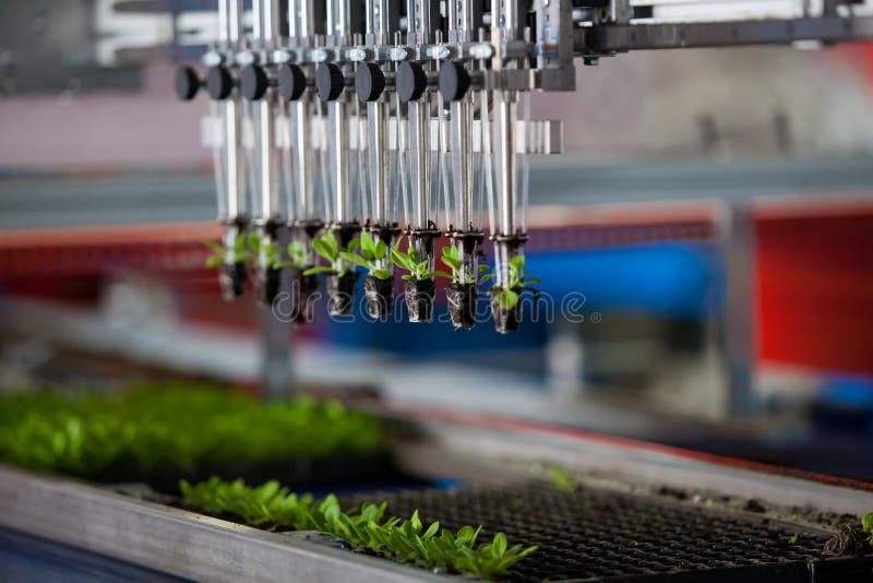 Mechanical Planting Seedlings. Stock Image - Image of management ...