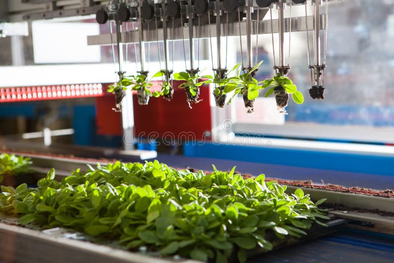 Mechanical Planting Seedlings. Stock Image - Image of agribusiness ...