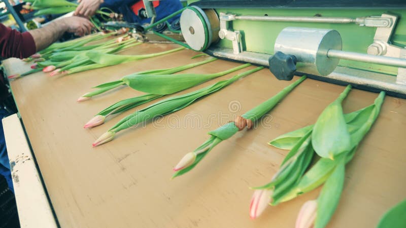 Mechanical Processing of Tulips Lying on the Conveyor Stock Footage ...
