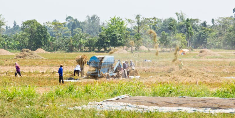 Mechanical rice threshing editorial image. Image of machine - 23441425