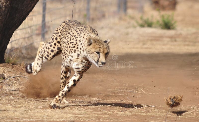Exercising Cheetah: Chasing a Lure, Going Left and Right Stock Photo ...