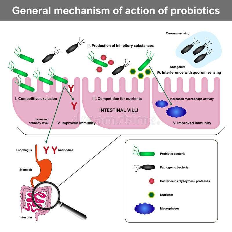 Mechanism of Action of Probiotics Vector Stock Illustration ...