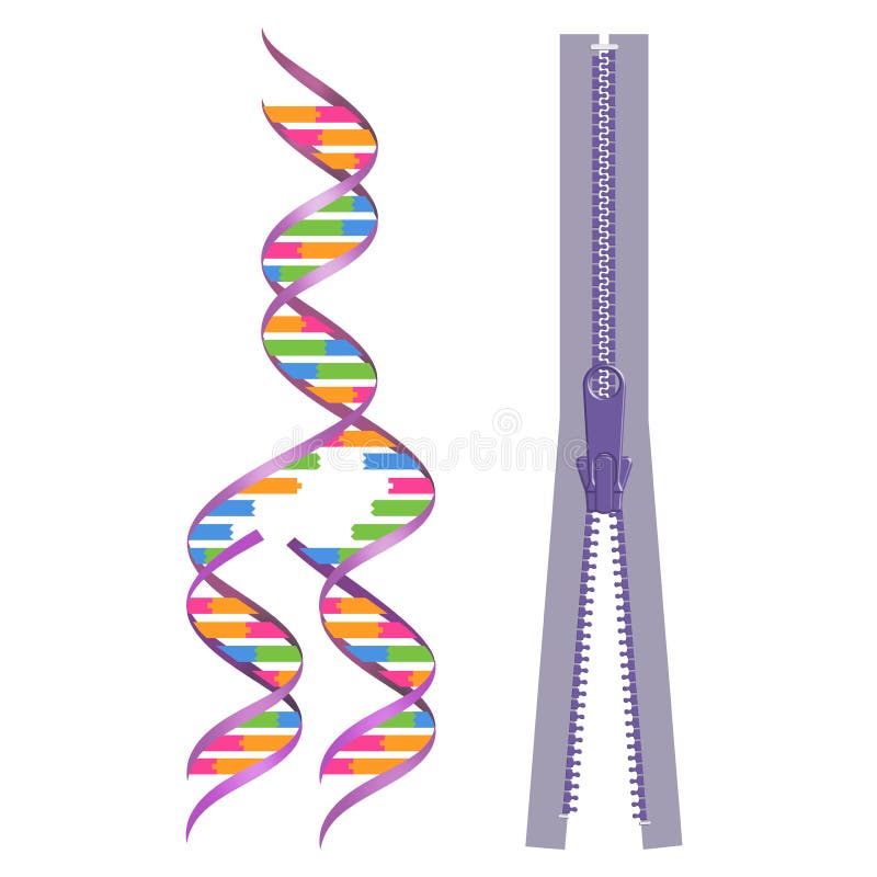Mechanism of DNA Replication. Replication Model with Zipper Stock ...