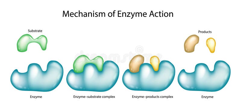 Mechanism of Enzyme Action with Substrate and Product Complexes. Stock ...