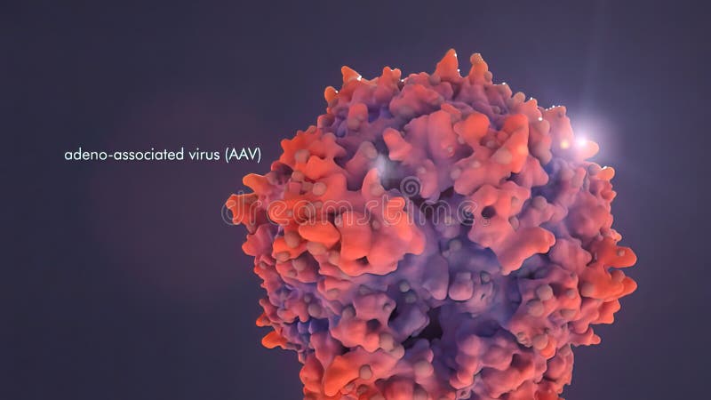 Mechanism for Nuclear Entry of the Cell Surface Receptor Stock ...