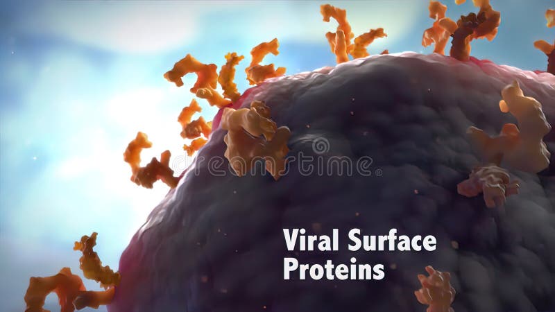 Mechanism for Nuclear Entry of the Cell Surface Receptor Stock ...