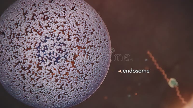 Mechanism for Nuclear Entry of the Cell Surface Receptor Stock ...