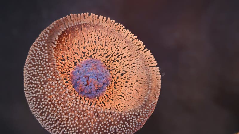 Mechanism for Nuclear Entry of the Cell Surface Receptor Stock ...