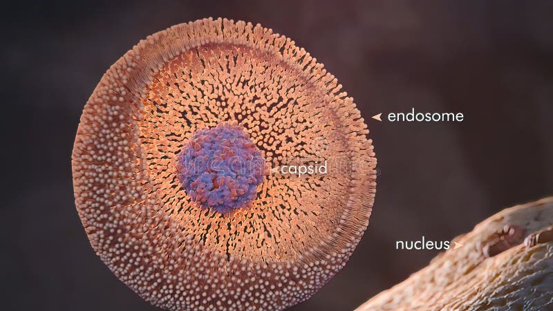 Mechanism for Nuclear Entry of the Cell Surface Receptor Stock ...