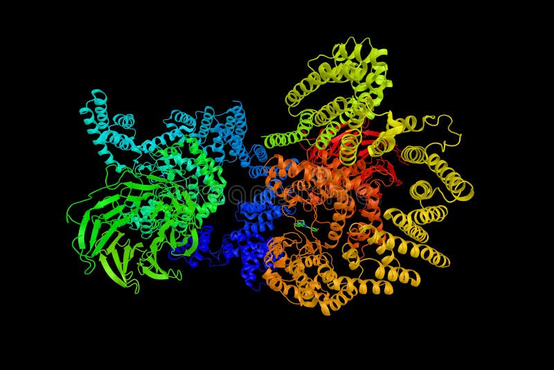 Mechanistic Target of Rapamycin, a Protein Which Regulates Cell Stock ...