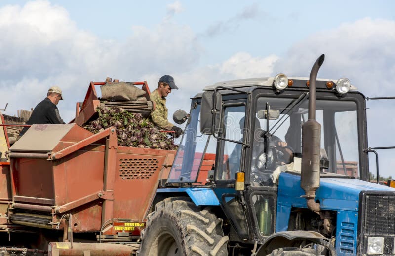 Mechanized Harvesting Red Beets on an Agricultural Field Editorial ...