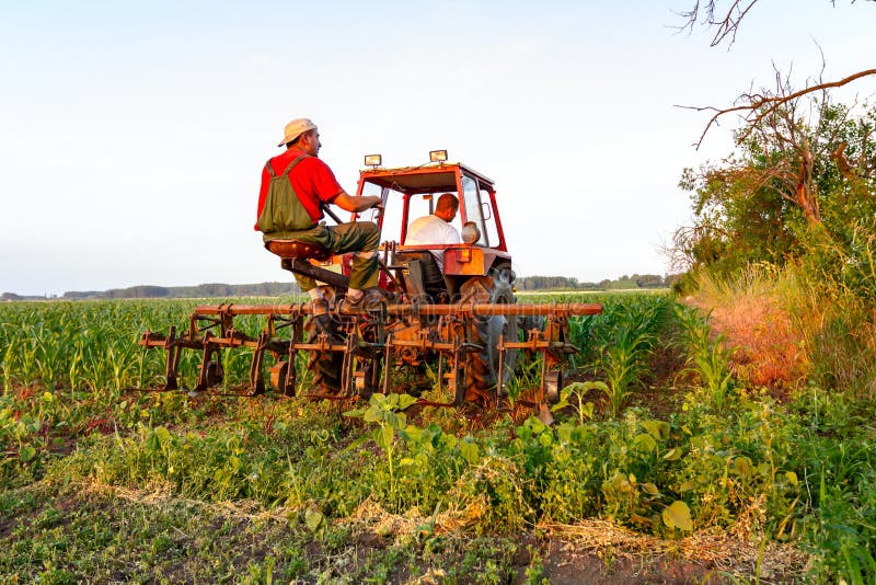 Mechanized Processing Grass between Rows in Cornfield Editorial ...