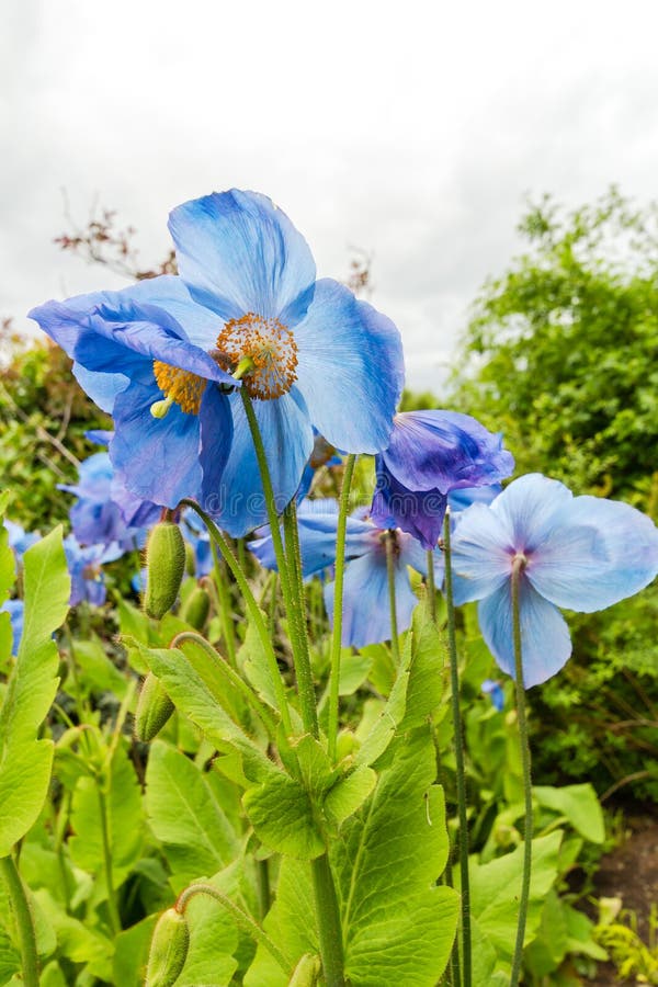 Meconopsis, Lingholm, Papaveri Blu Nel Giardino Fotografia Stock ...