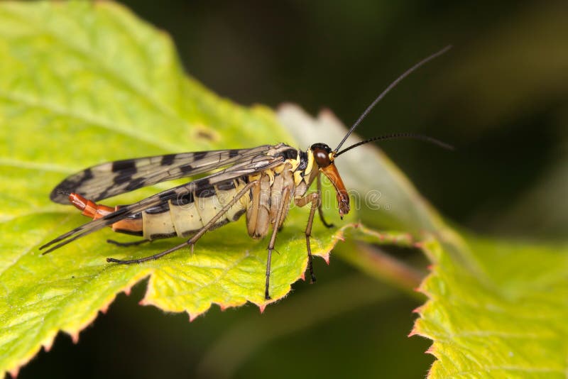 Mecoptera in the Nature Habitat. Stock Photo - Image of nectar, closeup ...