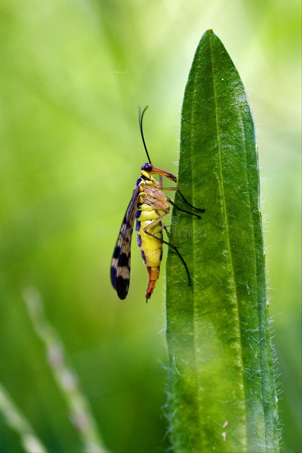 Mecoptera Scorpion Fly Panorpidae Stock Image - Image of broken ...