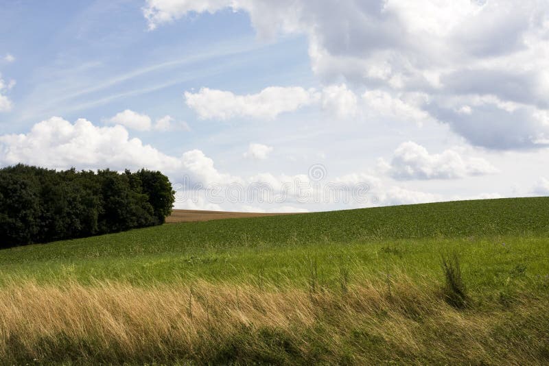 Meddow with a blue sky stock image. Image of panorama - 10501029