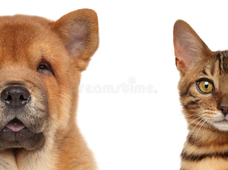Media Cara Del Perrito Y Del Gatito Foto de archivo - Imagen de estudio ...