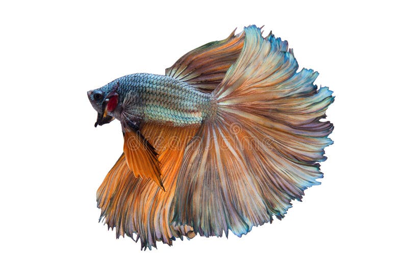 Media Luna Betta Fish De Lujo Imagen de archivo - Imagen de elegante ...