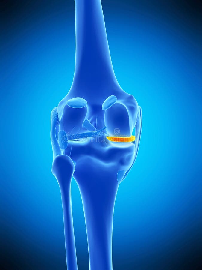 The medial meniscus stock illustration. Illustration of human - 73211281