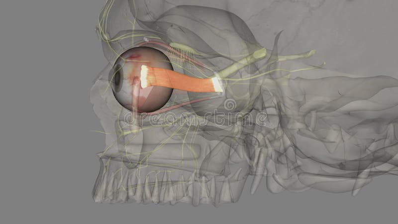 The Medial Rectus is an Adductor, and Functions Along with the Lateral ...