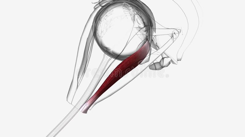 The Medial Rectus is an Adductor, and Functions Along with the Lateral ...